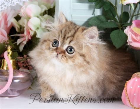 Rug Huggers Kittens Rug Hugger Persian Kittens Eternal Kitten