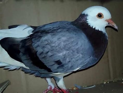 BURUNG DARA Cara Merawat Pakan Harga Jual Lengkap