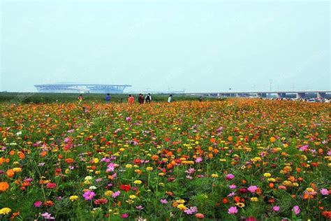滹沱河花海 花海 花海在哪里 第4页 大山谷图库