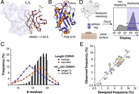 Fully Synthetic Platform To Rapidly Generate Tetravalent Bispecific