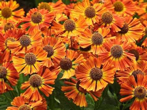Premium Photo Orange And Yellow Helenium Short And Sassy