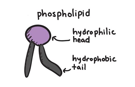 Phospholipid Structure Diagram