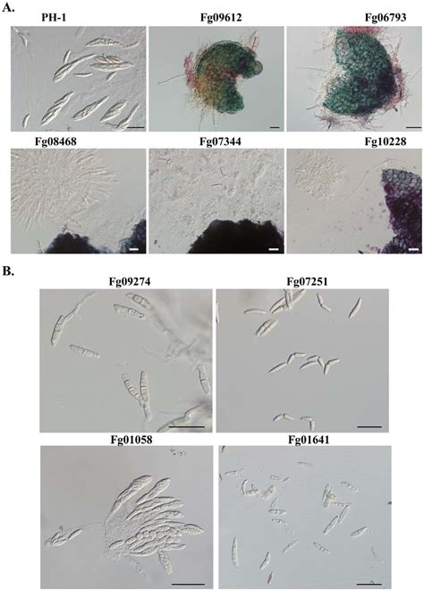 Protein Kinase Mutants With Defects In Sexual Reproduction All Mating