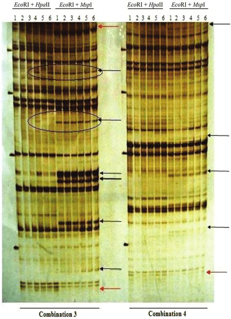 Amplification Products Using Primer Combinations 3 And 4 For Fig Download Scientific Diagram