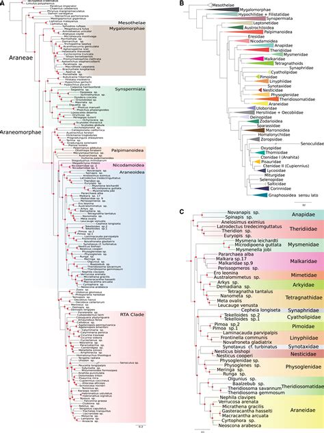 Phylogenomics Diversification Dynamics And Comparative