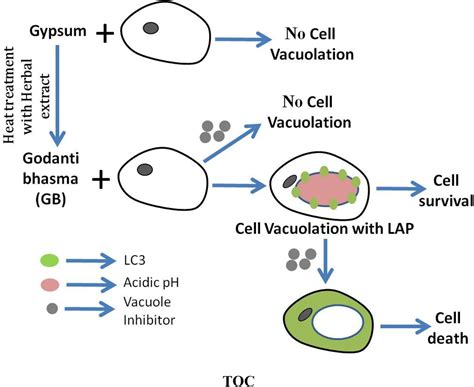 Godanti Bhasma Anhydrous Caso4 Induces Massive Cytoplasmic