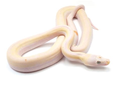 Cow Het Albino Reticulated Python By Nerd