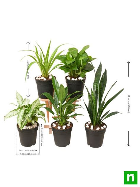 Buy Rhoeo Plant Rhoeo Discolor Tricolor Variegated Plant Online