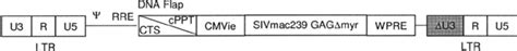 Structure Of The Lentiviral Vector A Schematic Representation Of The