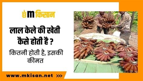 लाल केले की खेती और इसकी कीमत Red Banana