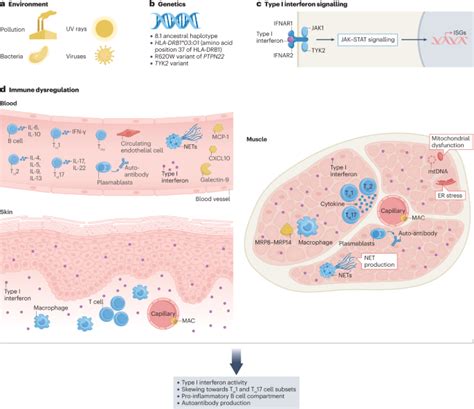 幼年特发性炎症性肌炎：病理生理学和临床护理的最新进展nature Reviews Rheumatology X Mol