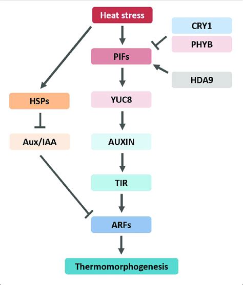 Auxin Regulates Plant Morphogenesis Through Transcription Factor Pifs