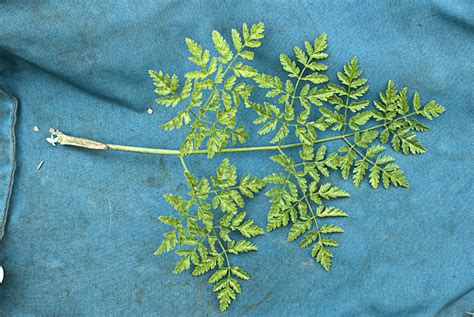 Conium Maculatum Apiaceae Leaf Basal Or On Lower Stem