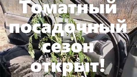 Как я высаживаю томаты в теплицу. Что добавляю в лунку. - YouTube