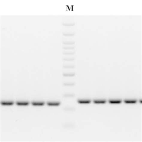Genotyping Of 30 F 2 Individuals The 2 F 1r Primer Set Was Used To