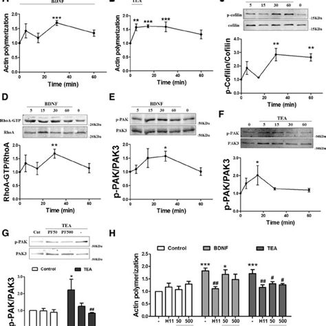 Pathway Model Of Aitl Mutation Profiles Gene Expression Data Ipa