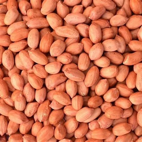 Agriculture Peanut Seeds At Kg Groundnut Seeds In Himatnagar ID