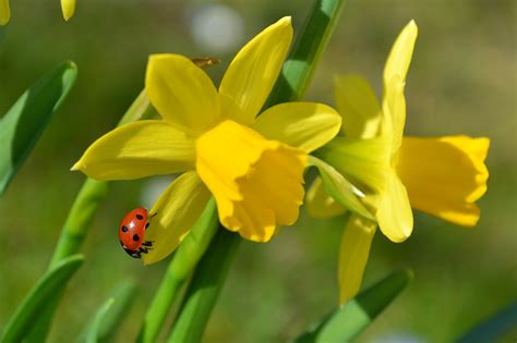 Kostenlose Narzissen Und Osterglocken Bilder Pixabay