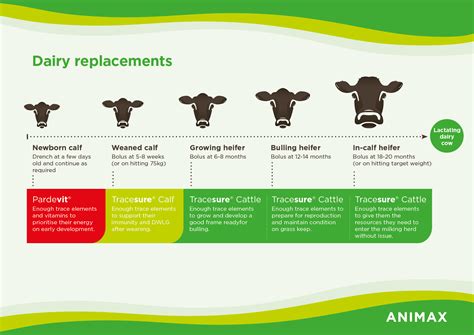 Tracesure Cattle Bolus Animax