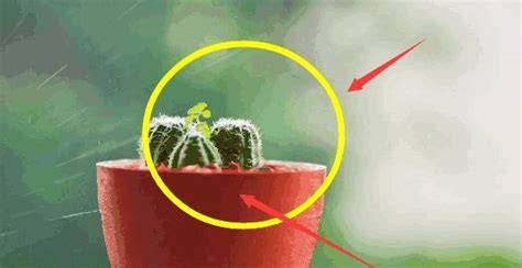这几种最适合放在阳台的植物一定要放一盆改善运势提升财运 阿波罗新闻网