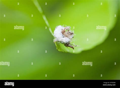 Larval Stage Of A Lacewing Insect Chrysopidae Aka Junk Bug Trash