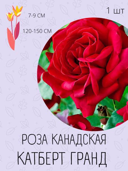 Роза карликовая/Саженец розы - купить с доставкой по выгодным ценам в ...