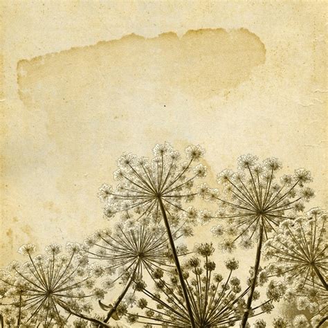 Burnt Parsnip Over 3 Royalty Free Licensable Stock Illustrations And Drawings Shutterstock