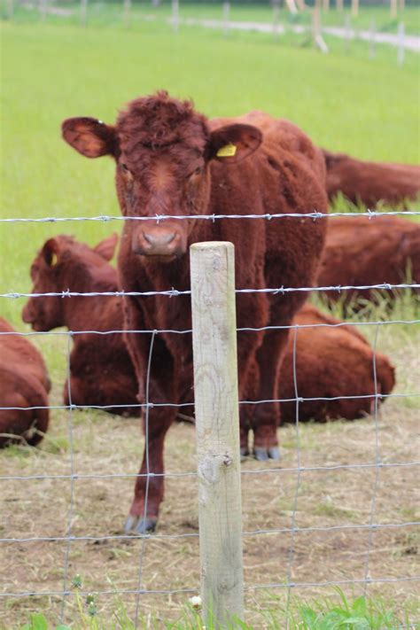 Hinge Joint Ht8 80 15 High Tensile Livestock 100m Tornado Wire Ltd