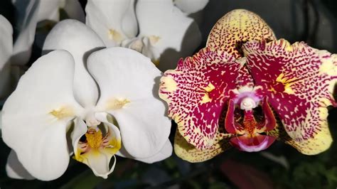 С Наступающим Новым Годом Здоровья счастья мира и пышного цветения в новом году☃️ ️🎆🎄 Youtube