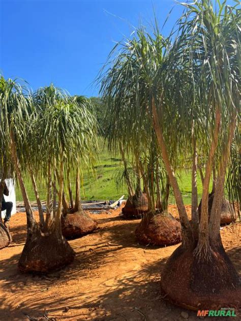 Pata de Elefante Adulta em Dona Euzébia MG à venda Compre 783787