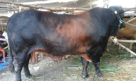 Sapi Simpo Dan Limpo Persilangan Simmental Dan Limousine Dengan Po