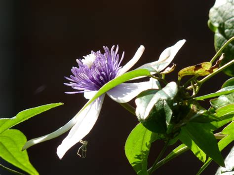 屏東鐵線蓮 白桕花園 udn部落格