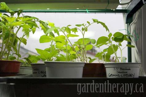 Diy Plant Shelf With Grow Lights To Give Your Seeds The Right Start