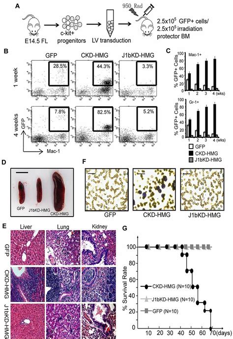 Kdm2b Jhdm1 Is Required For Hoxa9 Meis1 Induced AML Development In