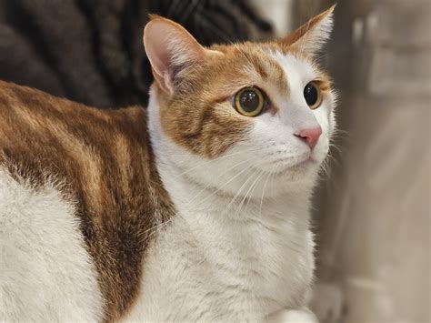 코리안숏헤어 메리 아메리칸숏헤어특징 아메리칸컬특징 아비시니안특징 엑조틱특징 터키시앙고라특징 페르시안특징 하이랜드폴드특징 애완견