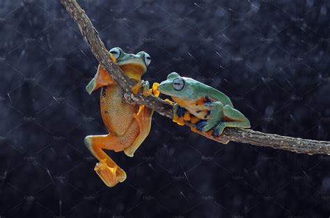 Flying Frog Frogs Tree Frog Containing Flying Frog Frogs And Tree