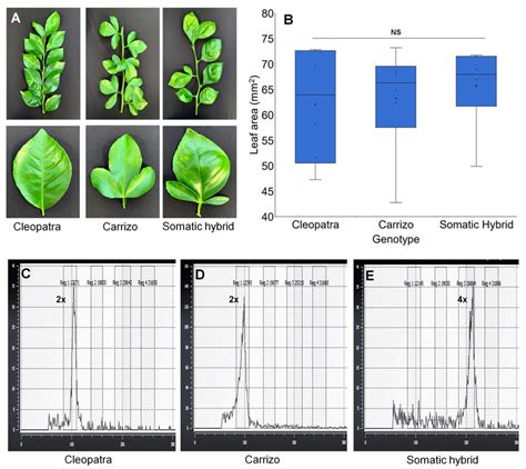 A Leaf Morphology Of Somatic Hybrids And Regenerated Plants The Download Scientific Diagram