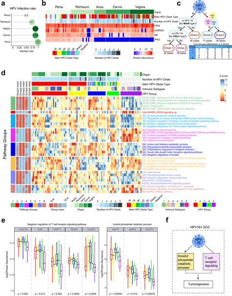 Characterization Of Hpv Related Sccs A Hpv Infection Rate Of 5