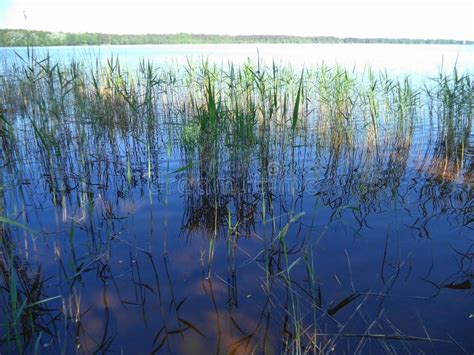 Coastal Grass On The Lake Stock Image Image Of Blue 151990199