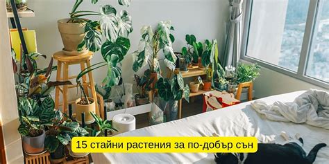 15 стайни растения за по добър сън Пълно ръководство
