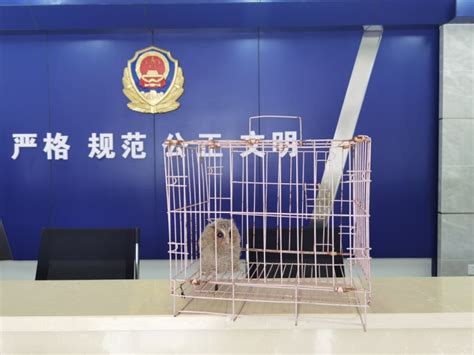 呆萌猫头鹰“迷路” 警民爱心接力温情救助