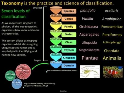 Ib Biology 53 Slides Classification And Taxonomy
