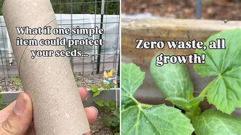 Gardener Shares Genius Tip For Using Old Toilet Paper Rolls Awesome Idea