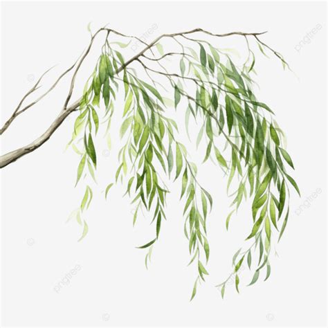 Willow Tree Branches Watercolor Illustration Easter Rabbit