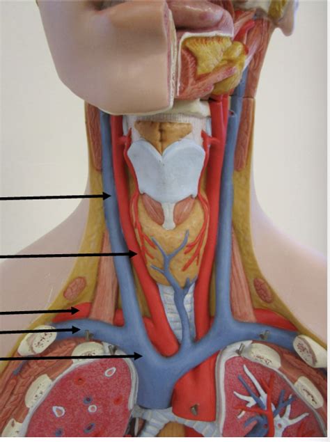 Torso Blood Vessels Diagram Quizlet