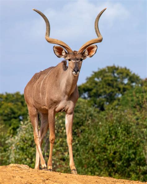 Kudu Maggiore Immagine Foto E Immagini Stock Istock