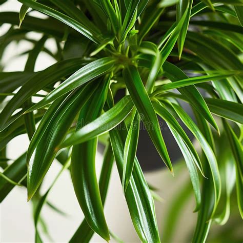 Spider Plant Hanging Indoors Cluster Of Chlorophytum Comosum Stock