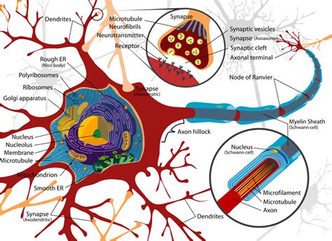 Draw A Labelled Diagram Of A Myelinated Neuron Sarthaks