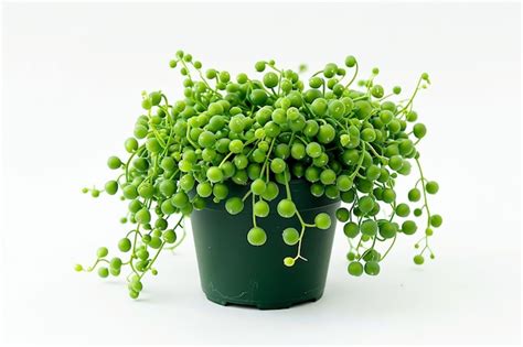 Premium Photo String Of Pearls Plant On White Background