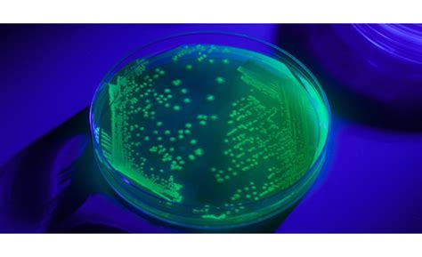 Green Fluorescent Protein Research